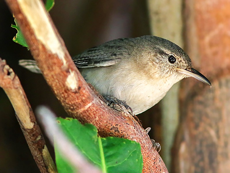 Clarion Wren - eBird