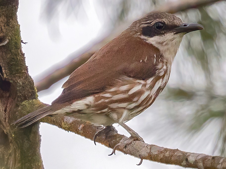 Long-billed Rhabdornis - eBird