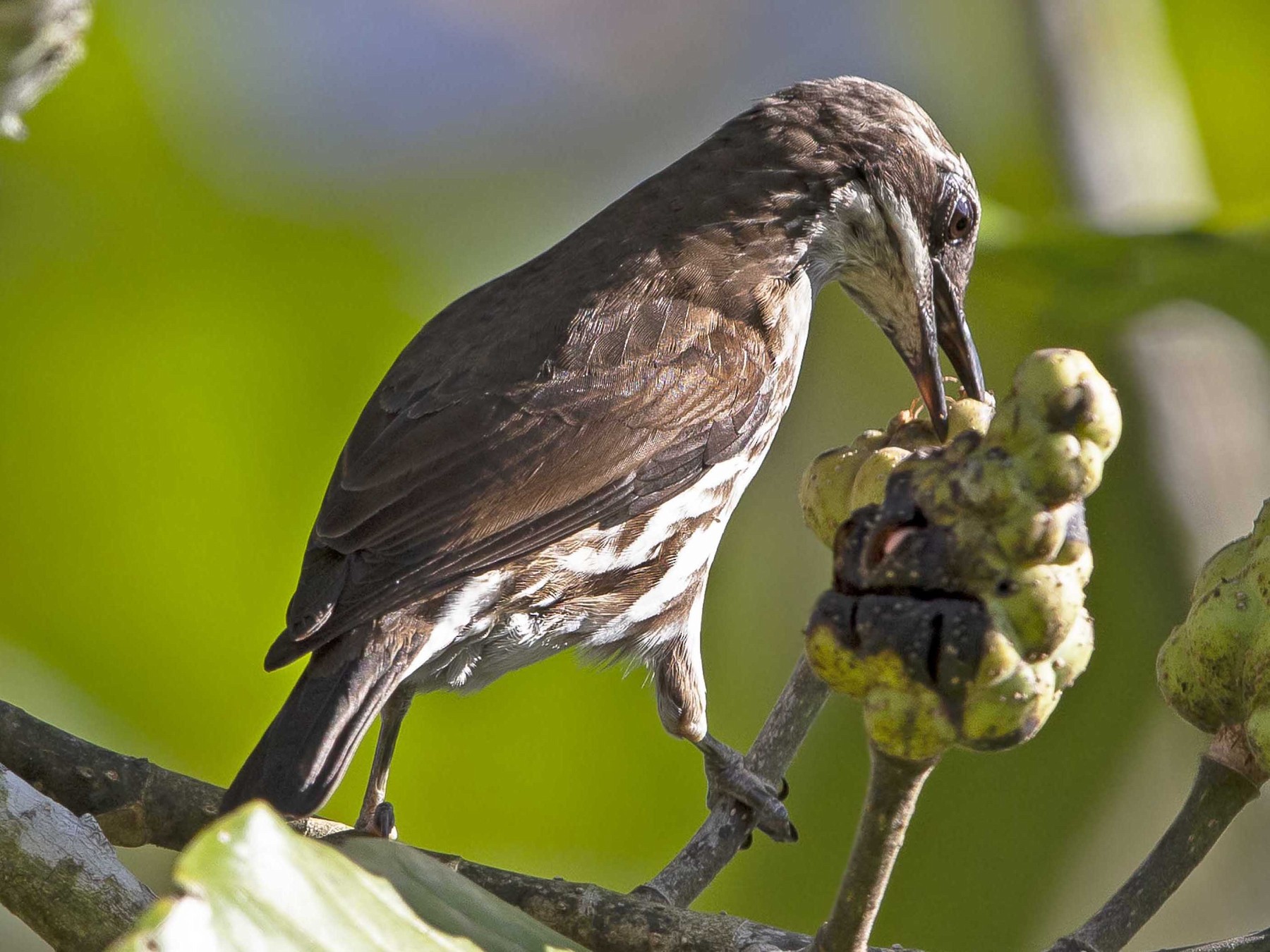 Stripe-breasted Rhabdornis - eBird