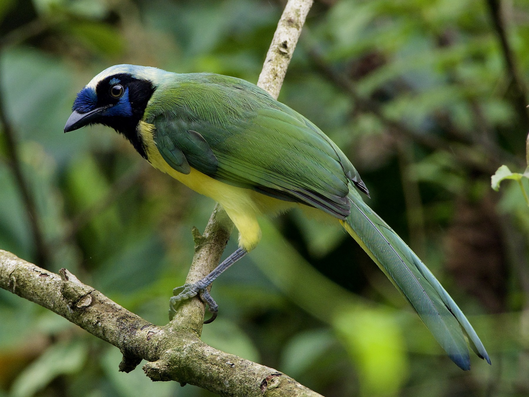 Green Jay (Inca) - eBird