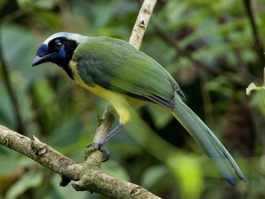 Green Jay (Inca) - eBird