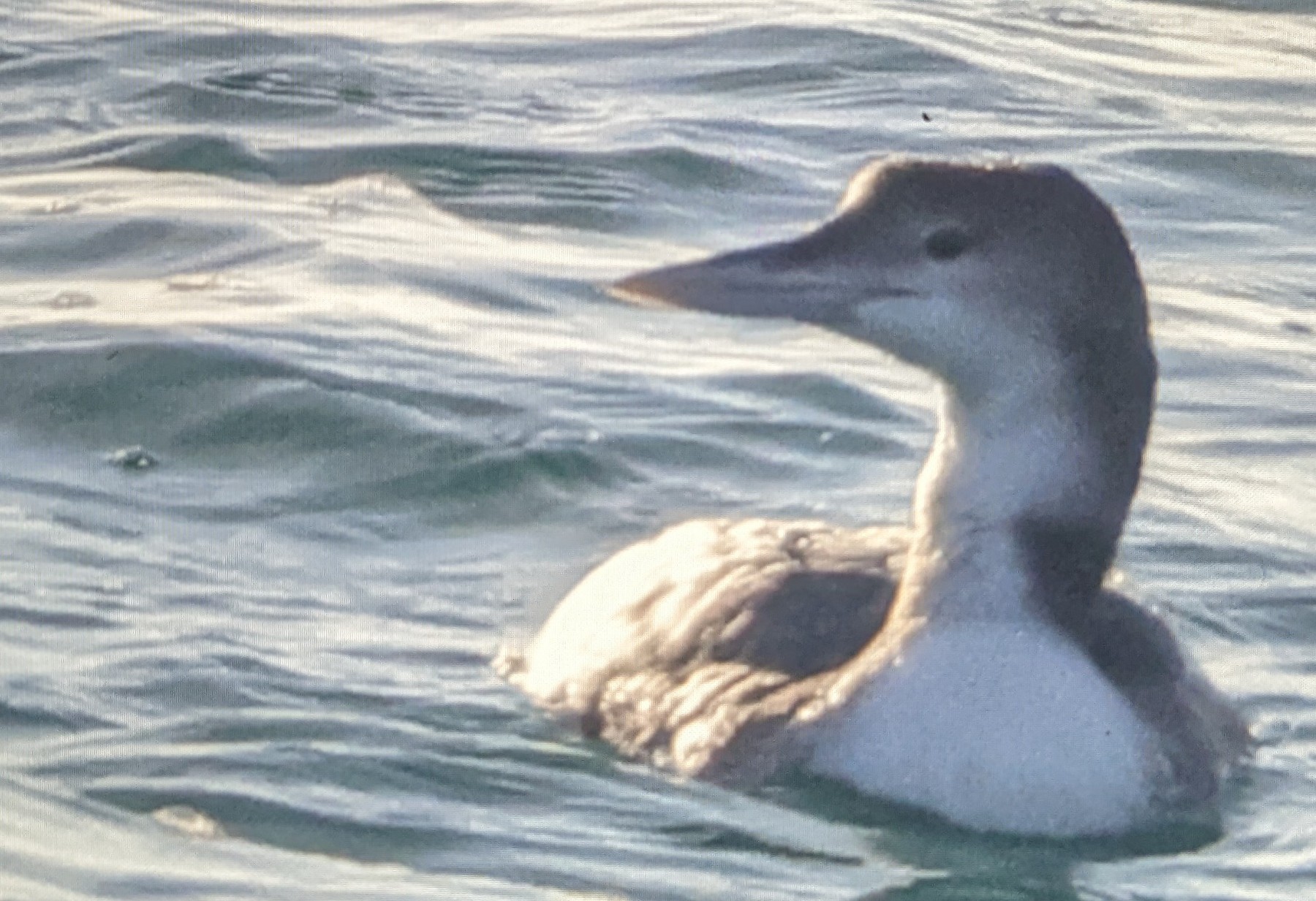 Common/Yellow-billed Loon - eBird