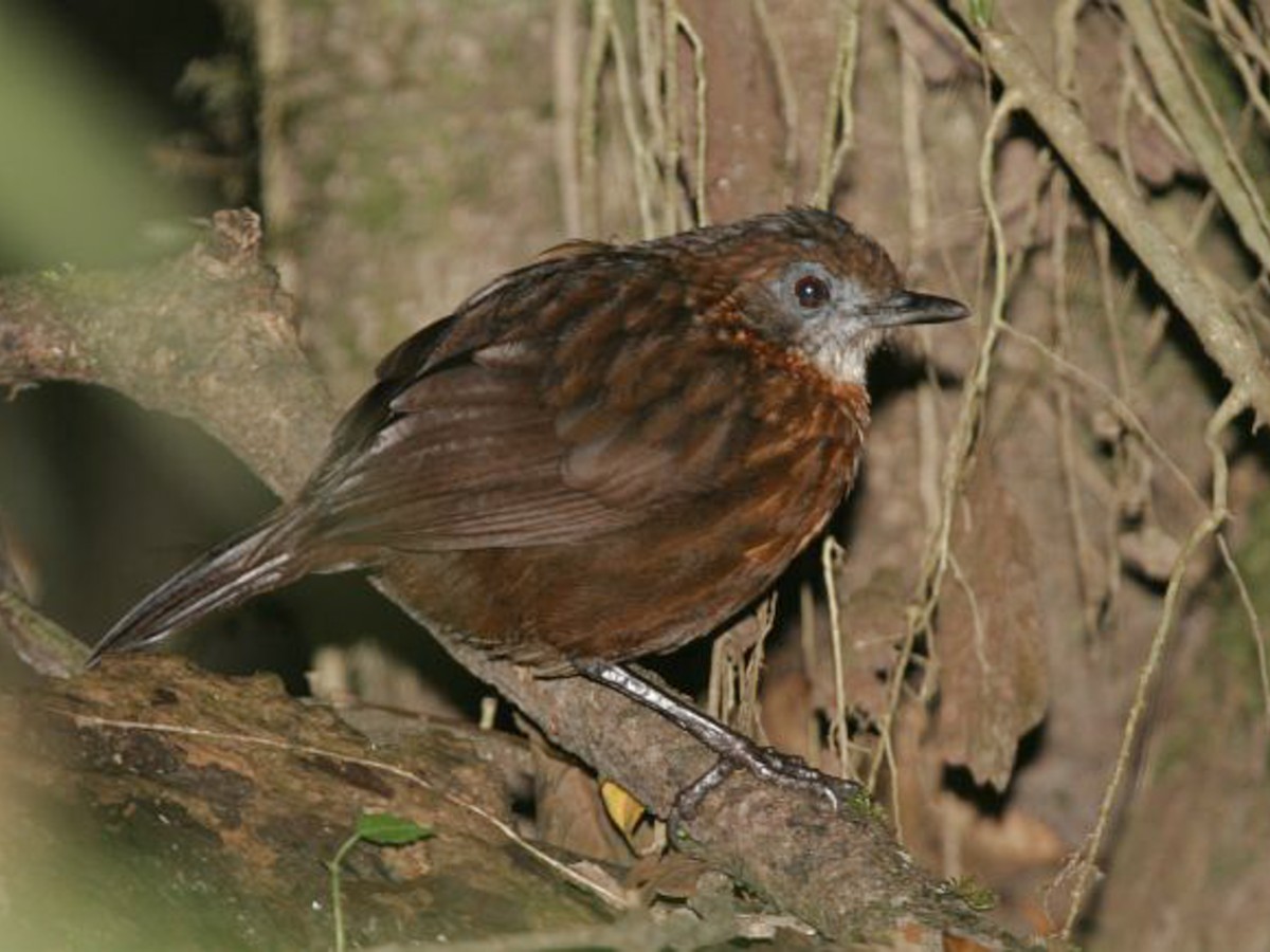 Rusty-breasted Wren-Babbler - Gypsophila rufipectus - Birds of the World