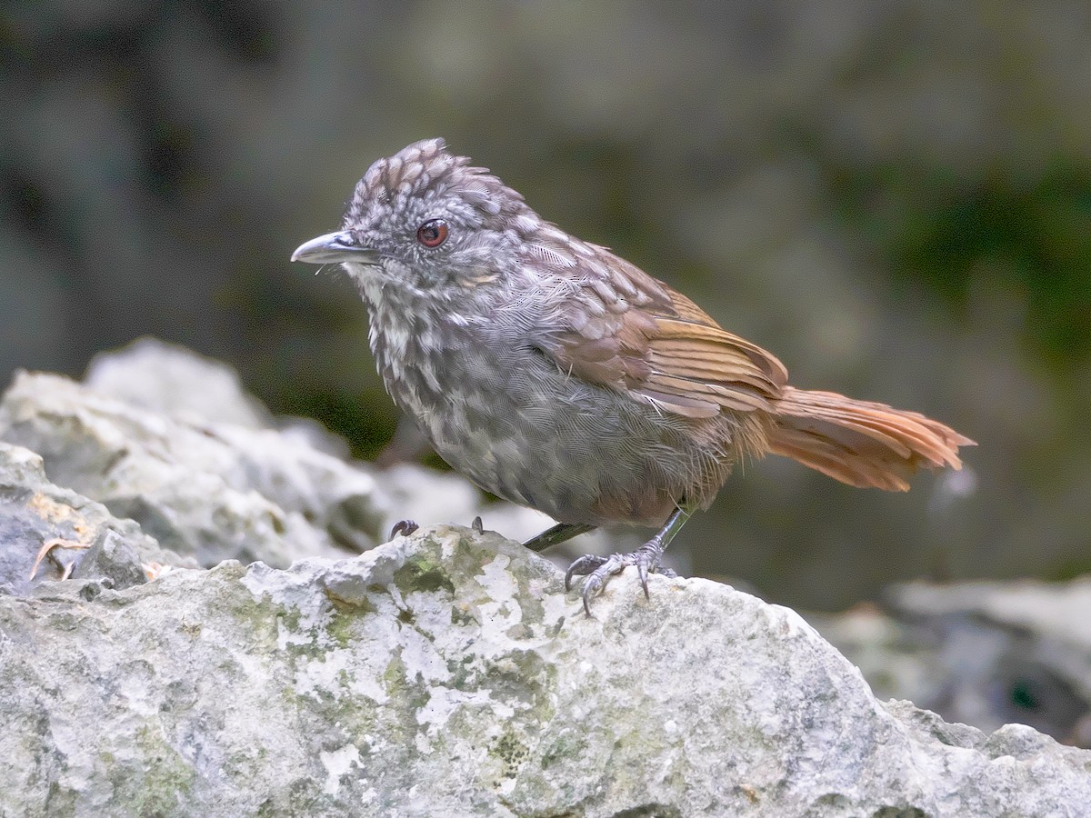 Annam Limestone Babbler - Gypsophila annamensis - Birds of the World