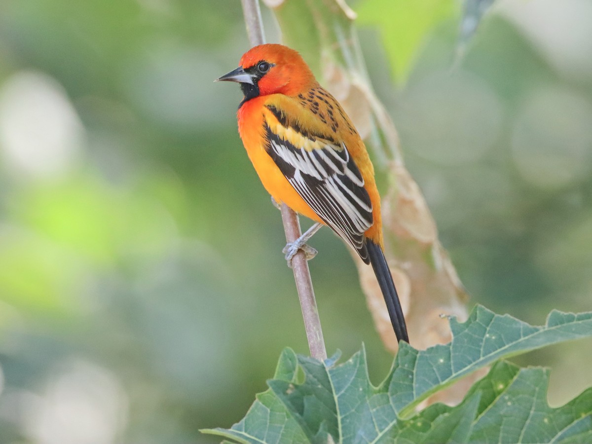 Streak-backed Oriole - Icterus pustulatus - Birds of the World