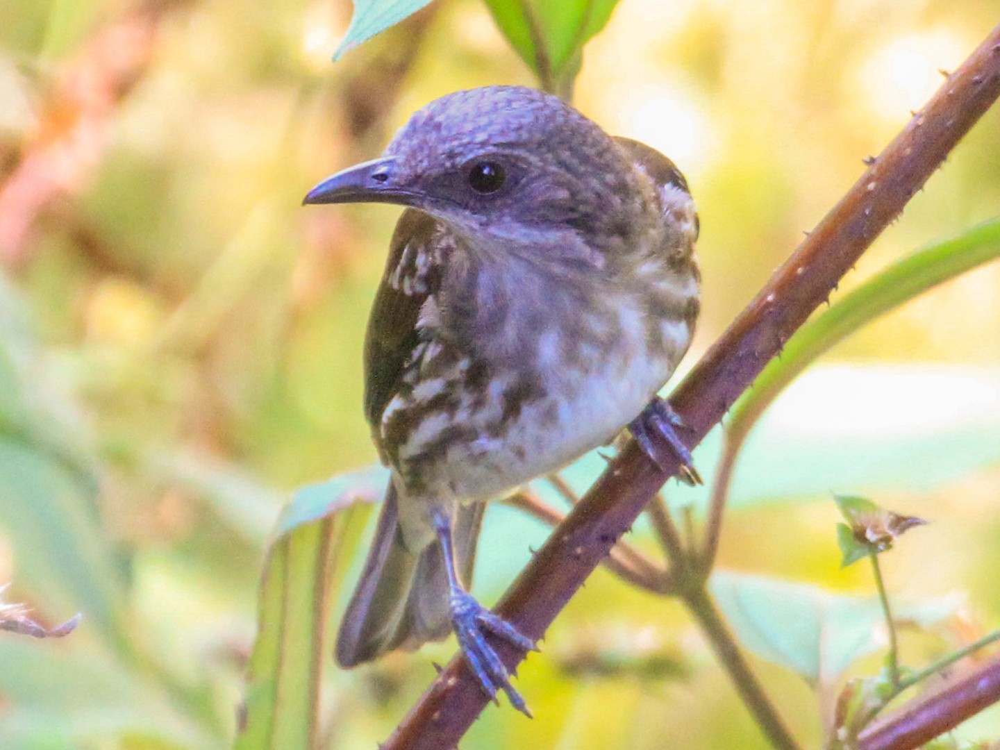 Visayan Rhabdornis - eBird