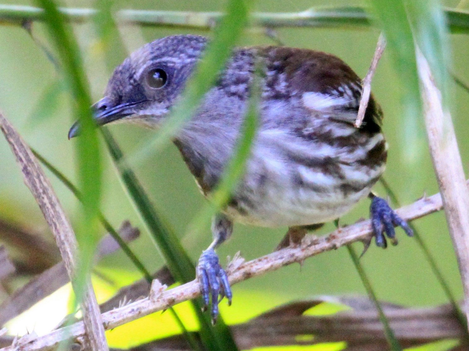 Rabdornis de Rabor - eBird