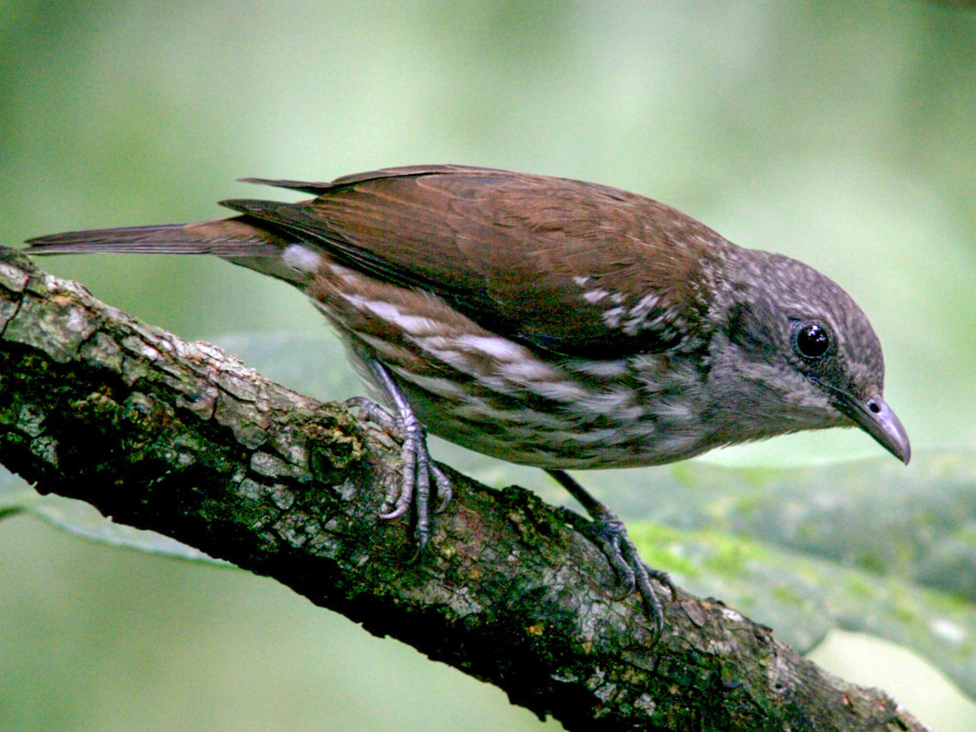 Rabdornis de Rabor - eBird