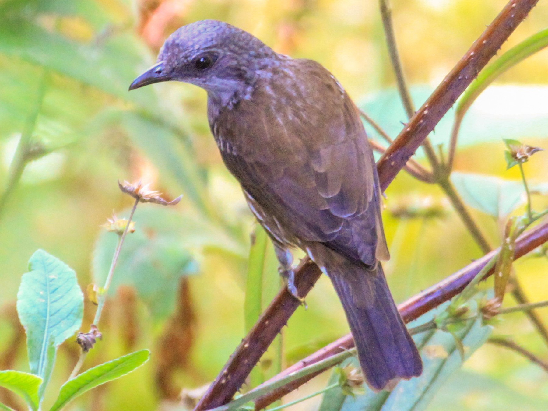 Visayan Rhabdornis - eBird