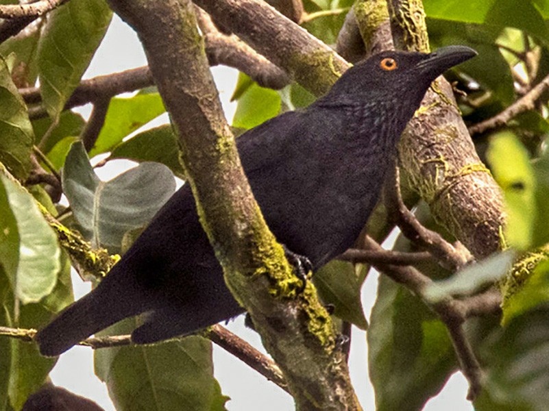 Rennell Starling - eBird