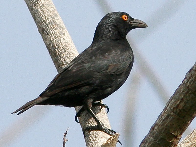 Rennell Starling - eBird