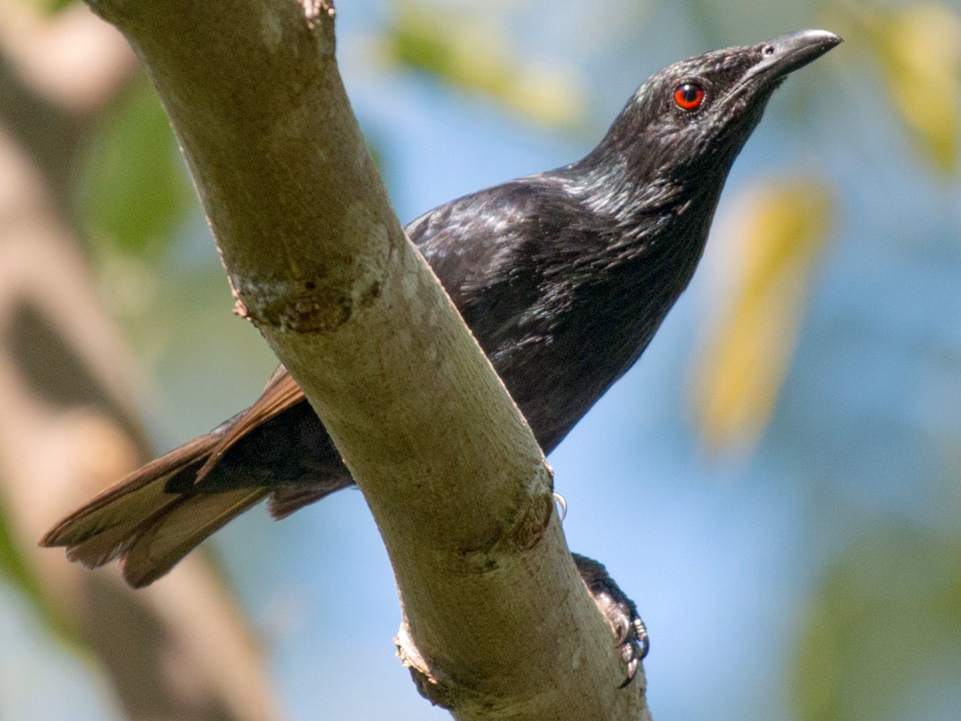 Estornino de San Cristóbal - eBird