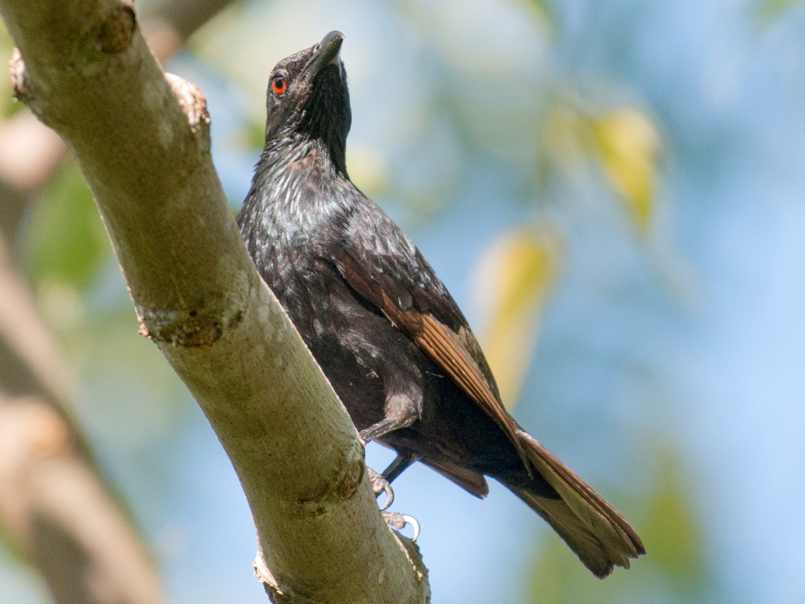 Estornino de San Cristóbal - eBird