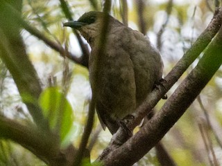 ニューヘブリデスカラスモドキ - eBird