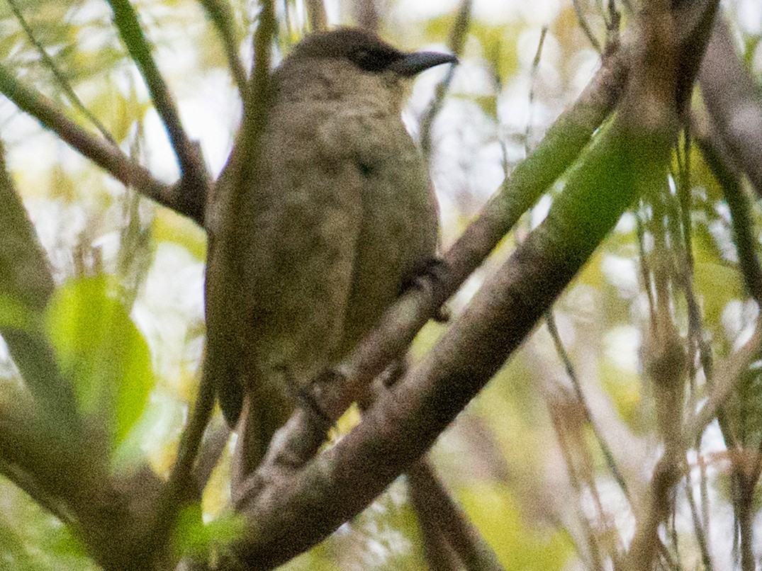 Rusty-winged Starling - eBird