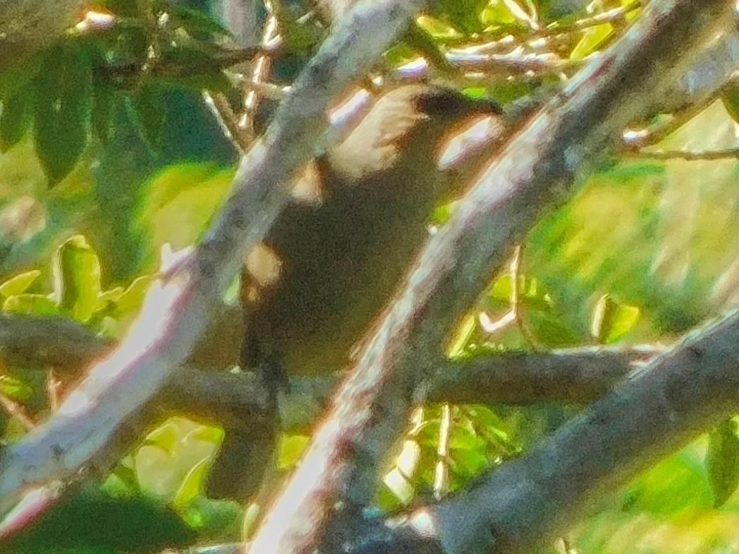 Rusty-winged Starling - eBird