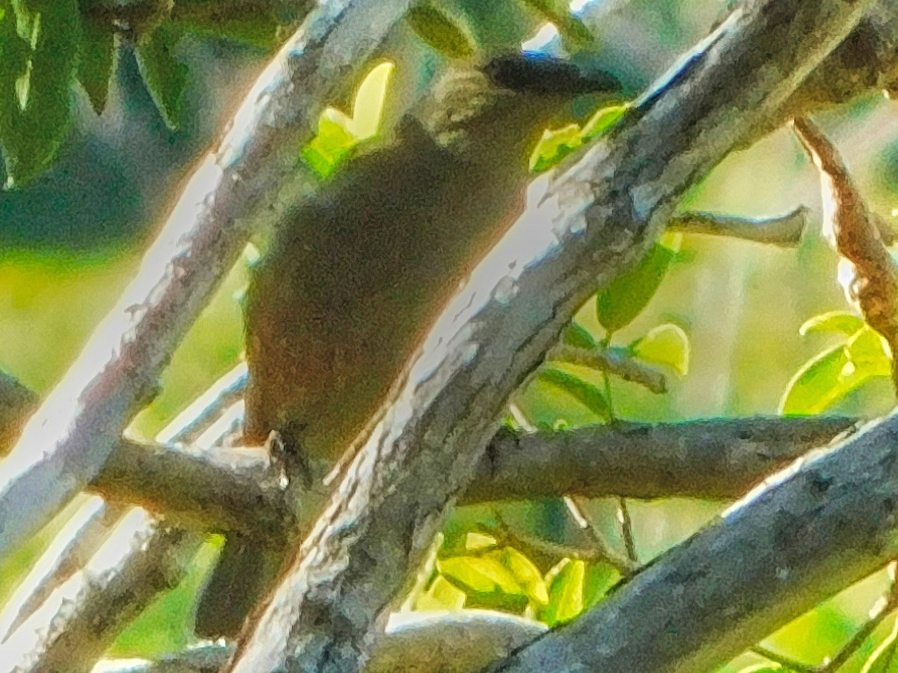 Rusty-winged Starling - eBird