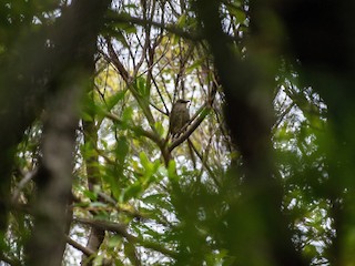ニューヘブリデスカラスモドキ - eBird