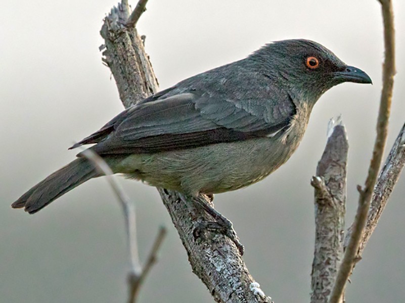 Striated Starling - eBird