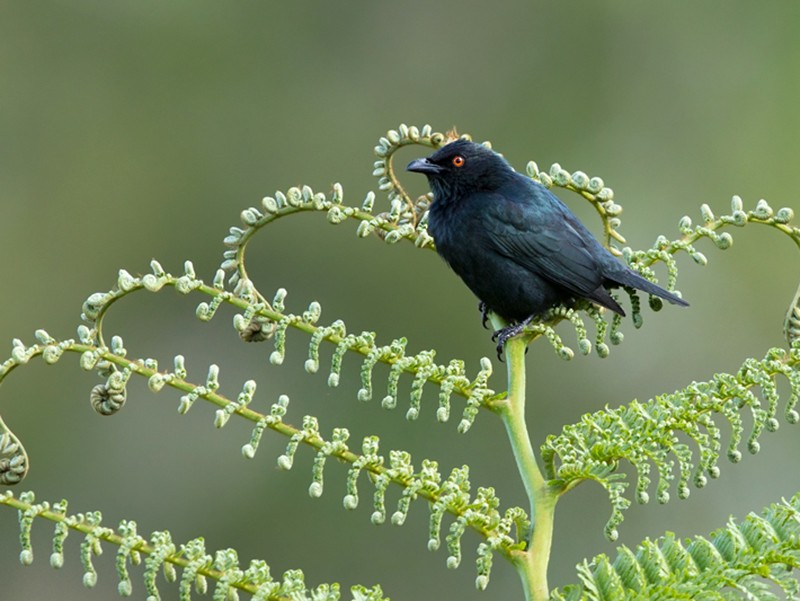 Striated Starling - eBird