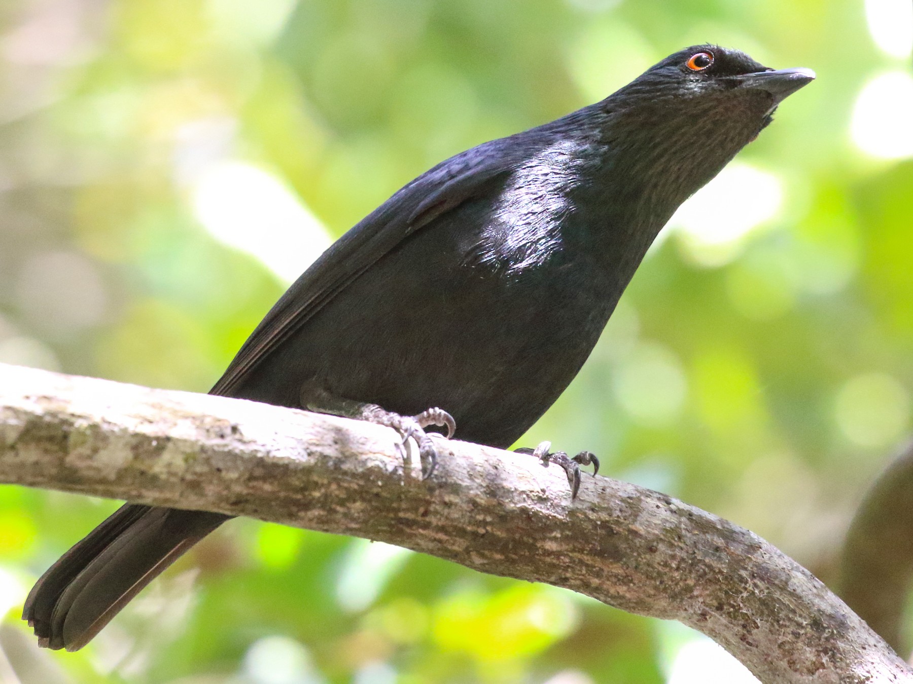 Striated Starling - eBird