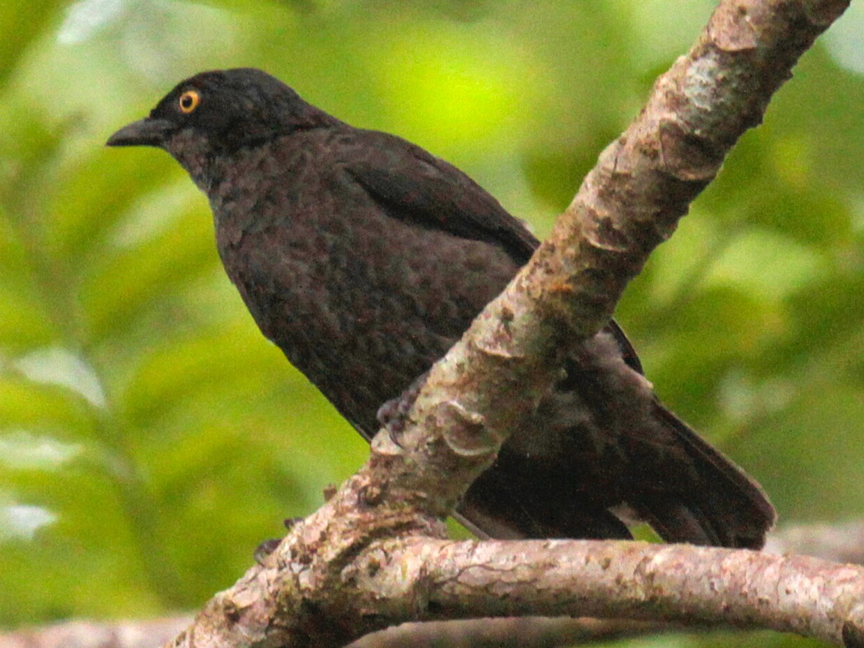 Polynesian Starling - eBird
