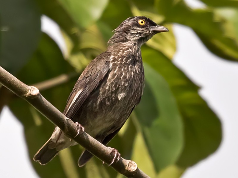 Polynesian Starling - eBird
