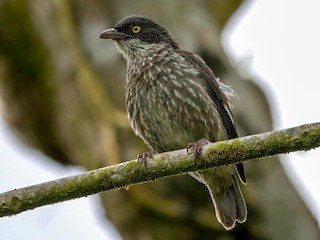 Polynesian Starling - eBird