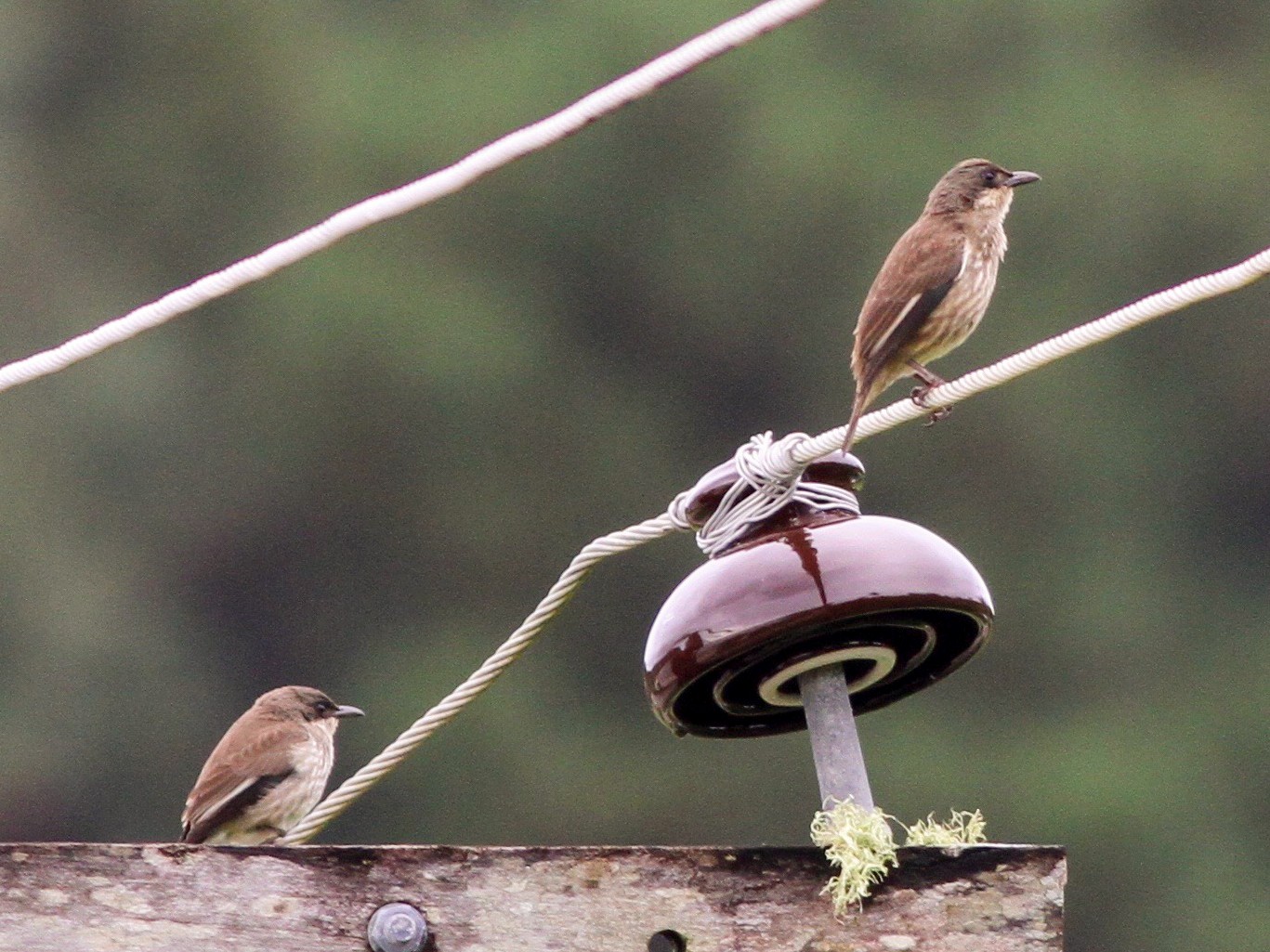 Polynesian Starling - eBird