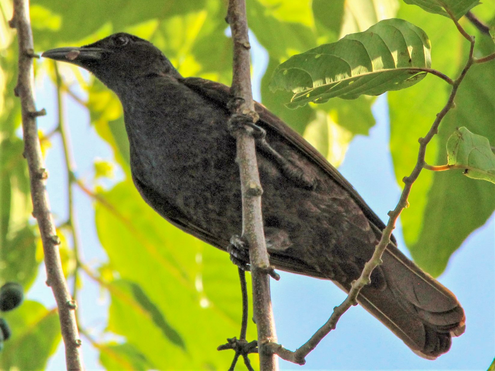 Samoan Starling - eBird