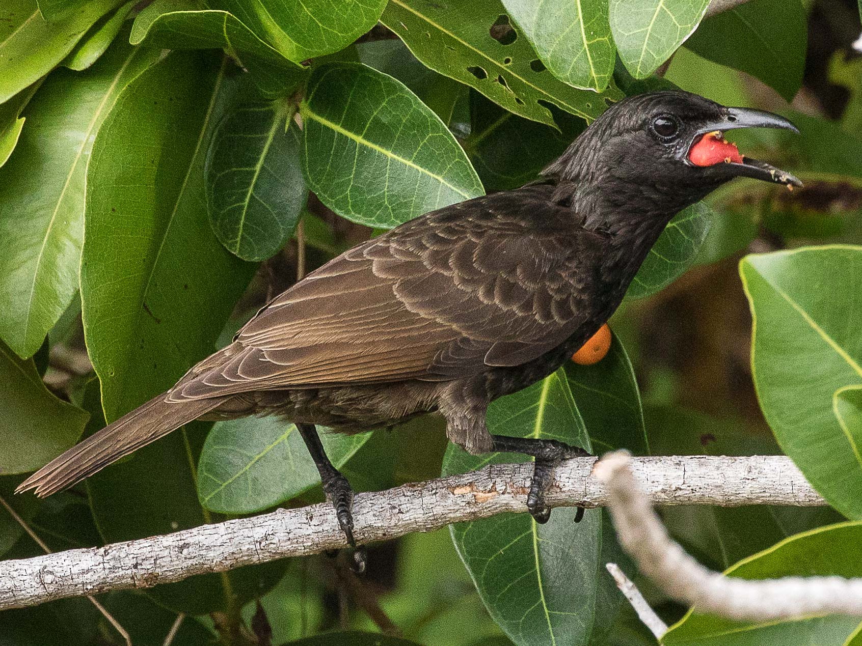 Samoan Starling - eBird