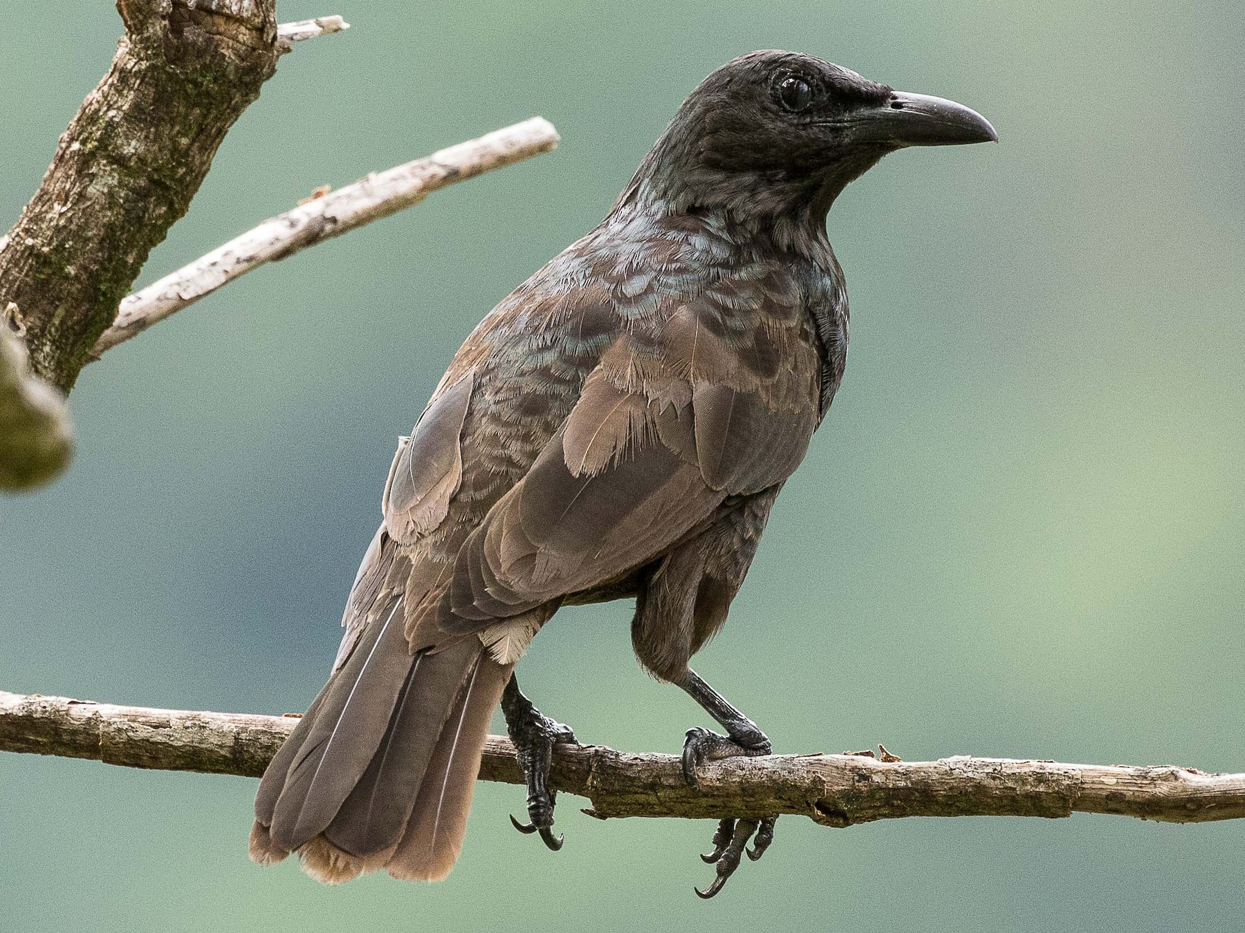 Samoan Starling - eBird