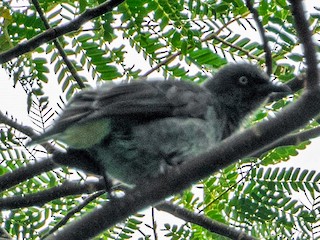 Rarotonga Starling - eBird