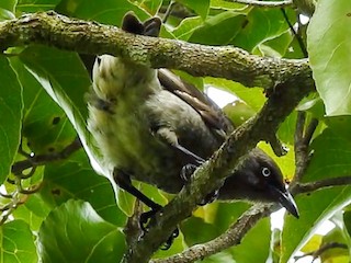 Rarotonga Starling - Aplonis cinerascens - Birds of the World