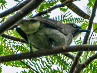 Rarotonga Starling - eBird