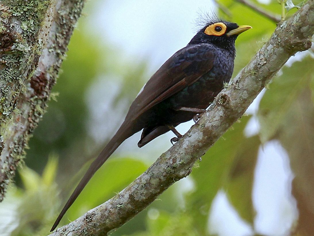 Apo Myna - Goodfellowia miranda - Birds of the World