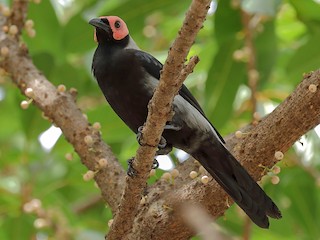 Coleto - eBird