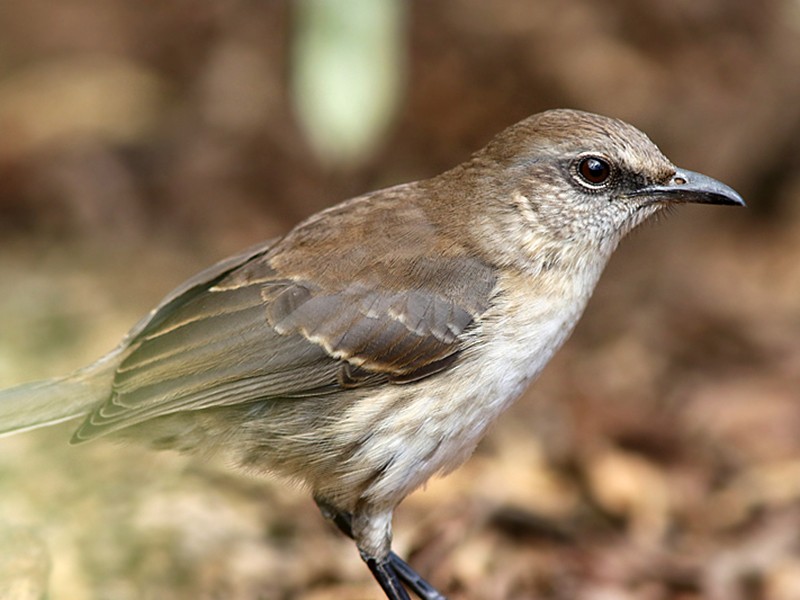 Socorro Mockingbird - eBird