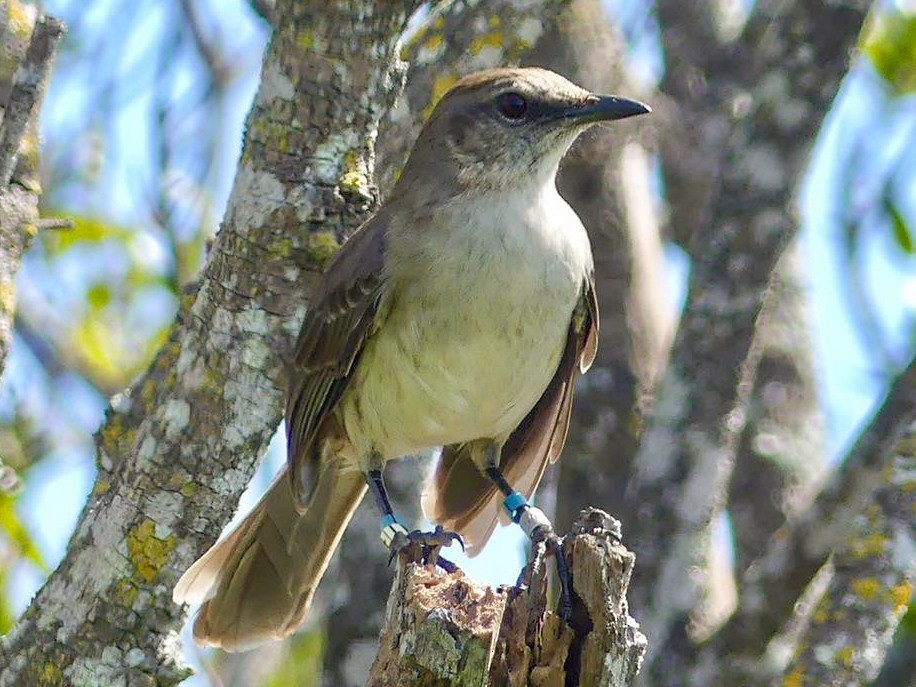 Centzontle de Isla Socorro - eBird