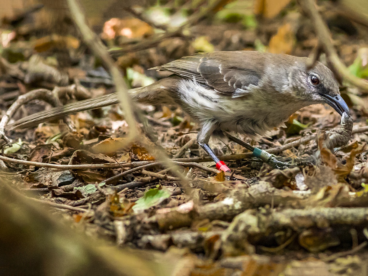 Centzontle de Isla Socorro - eBird