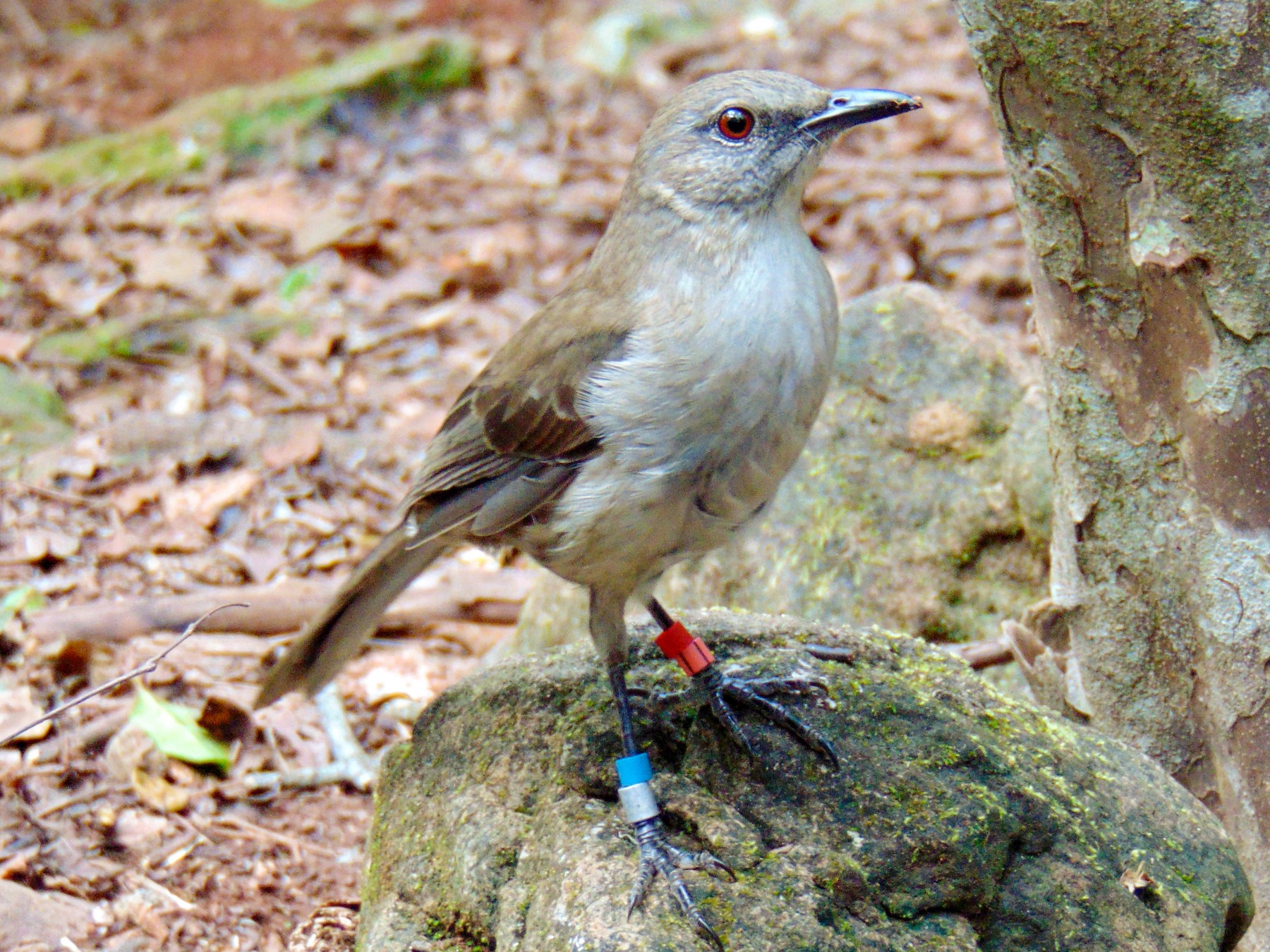 Centzontle de Isla Socorro - eBird