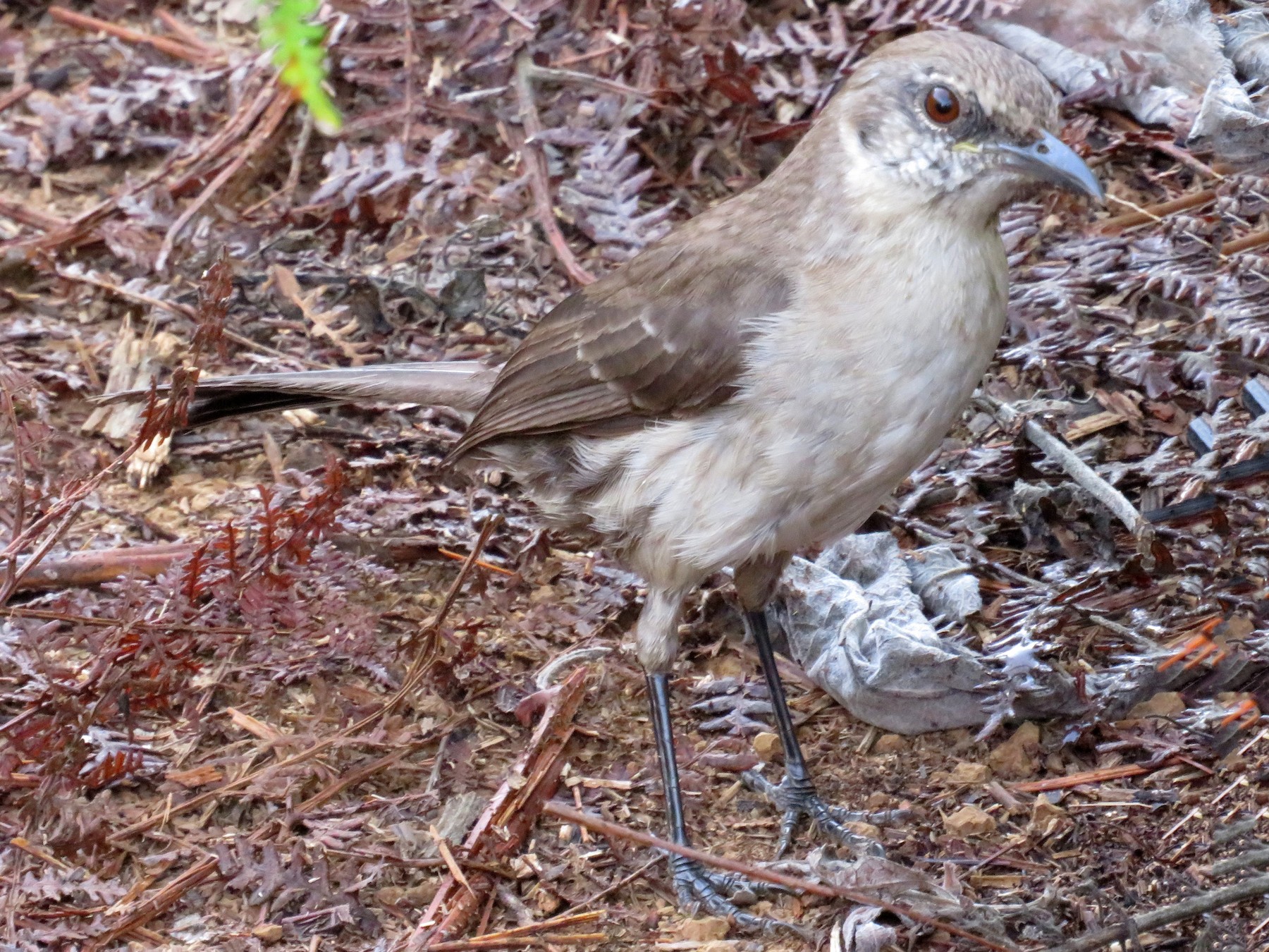 Centzontle de Isla Socorro - eBird