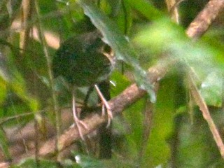 Makira Thrush - eBird