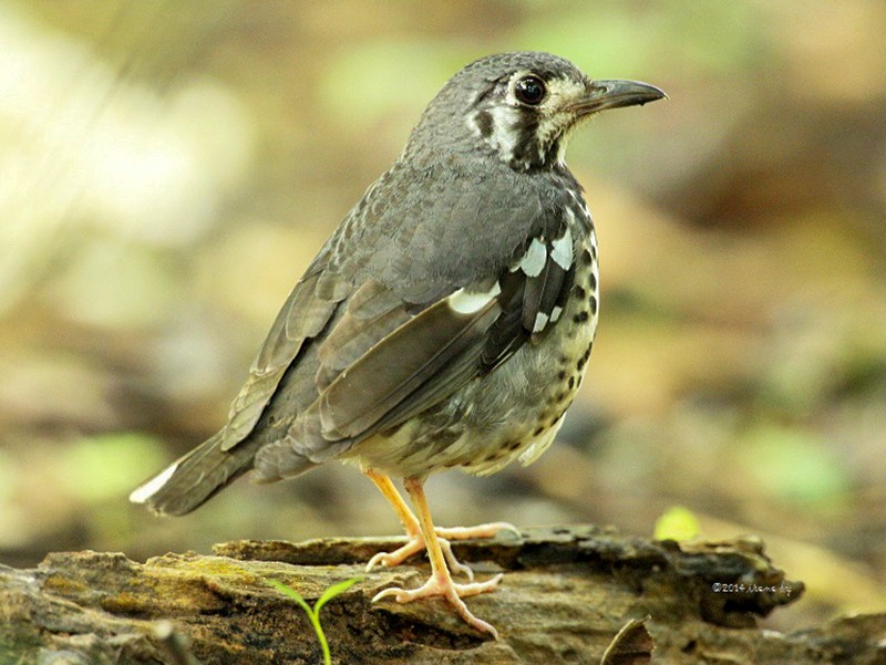 Ashy Thrush - eBird