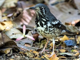 Ashy Thrush - eBird