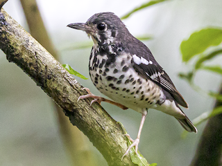 Ashy Thrush - eBird