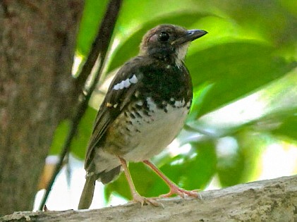 Enggano Thrush - eBird