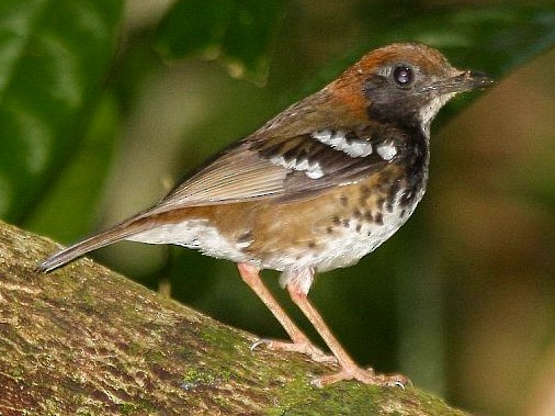 Anis enggano - eBird