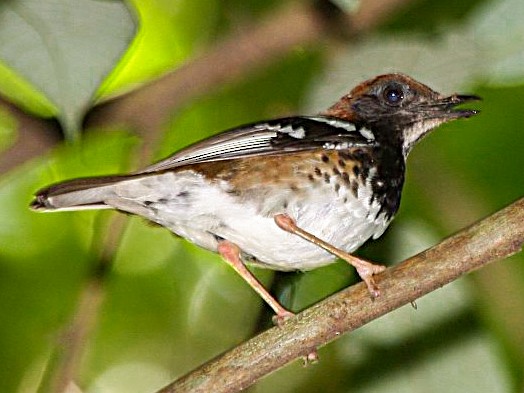 Enggano Thrush - eBird