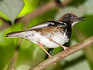 Enggano Thrush - eBird